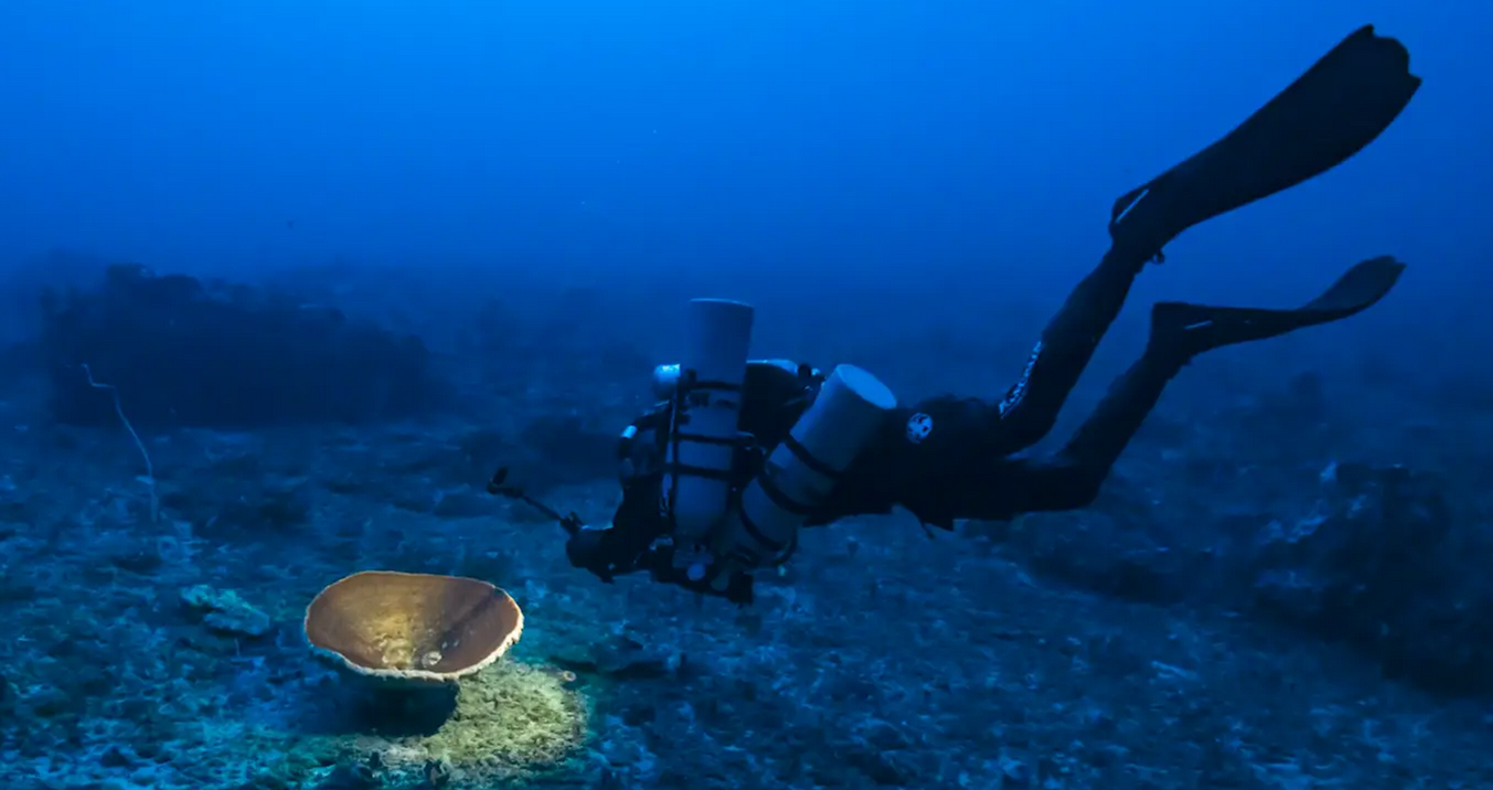 Cleaning Session in the Twilight Zone - O'Dive